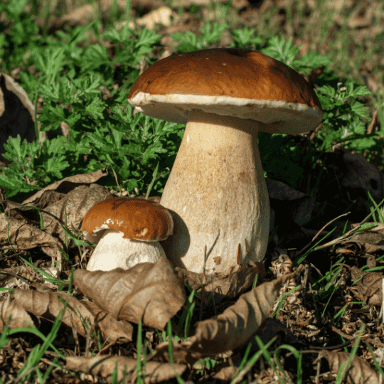 Risotto with boletus - Degusta Teruel