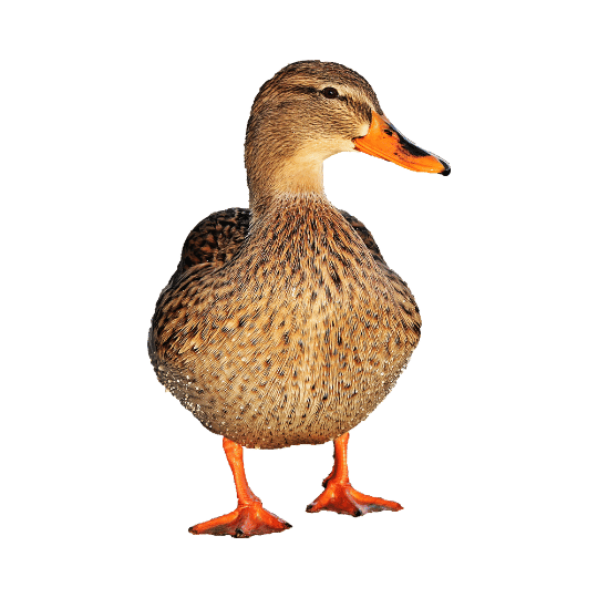Duck Ham: What should you know? - Degusta Teruel